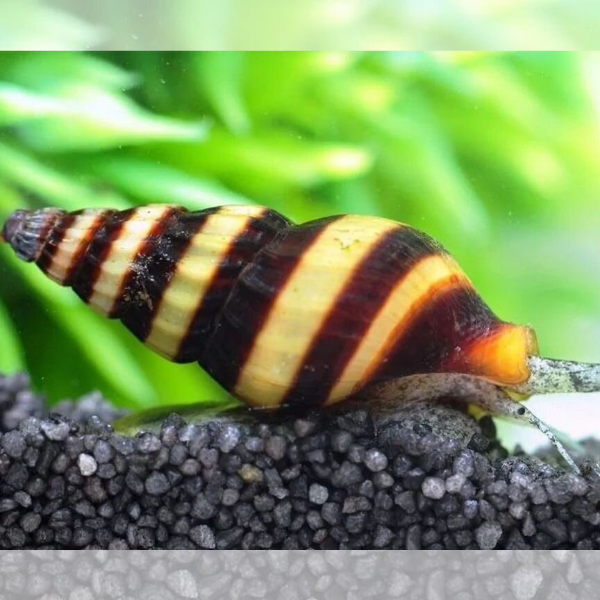 Улитки хелена, валиснерия