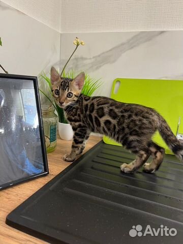 Бенгальские котята