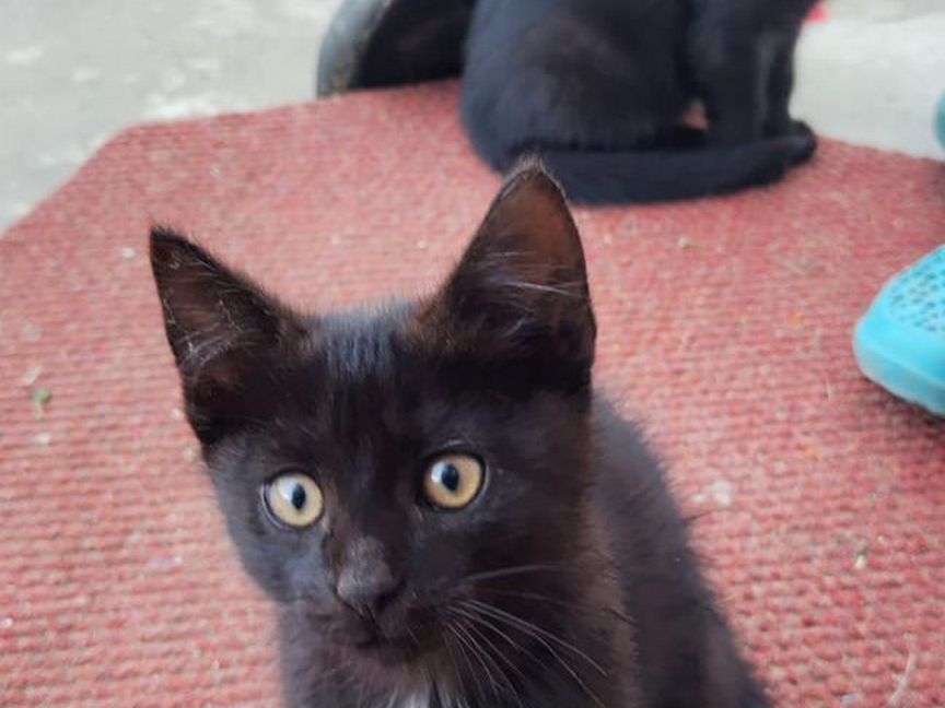 Котята черного цвета мальчики