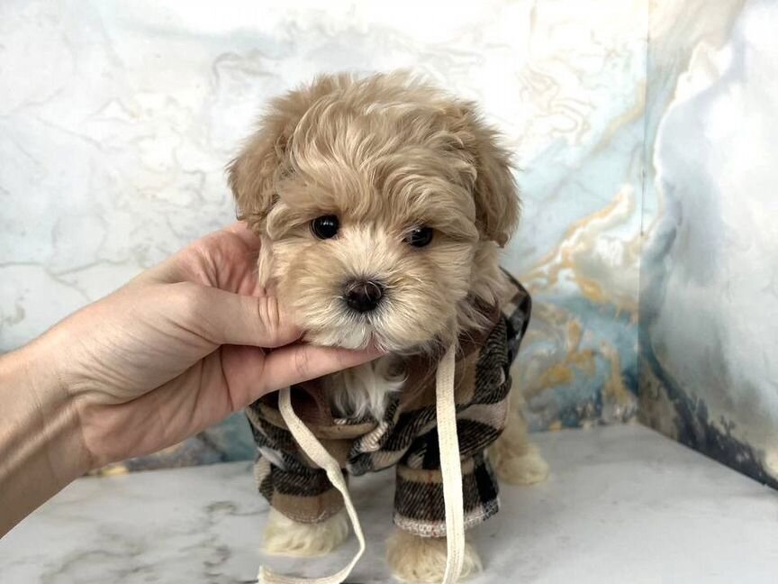 Мальтипу F1 mini щенок