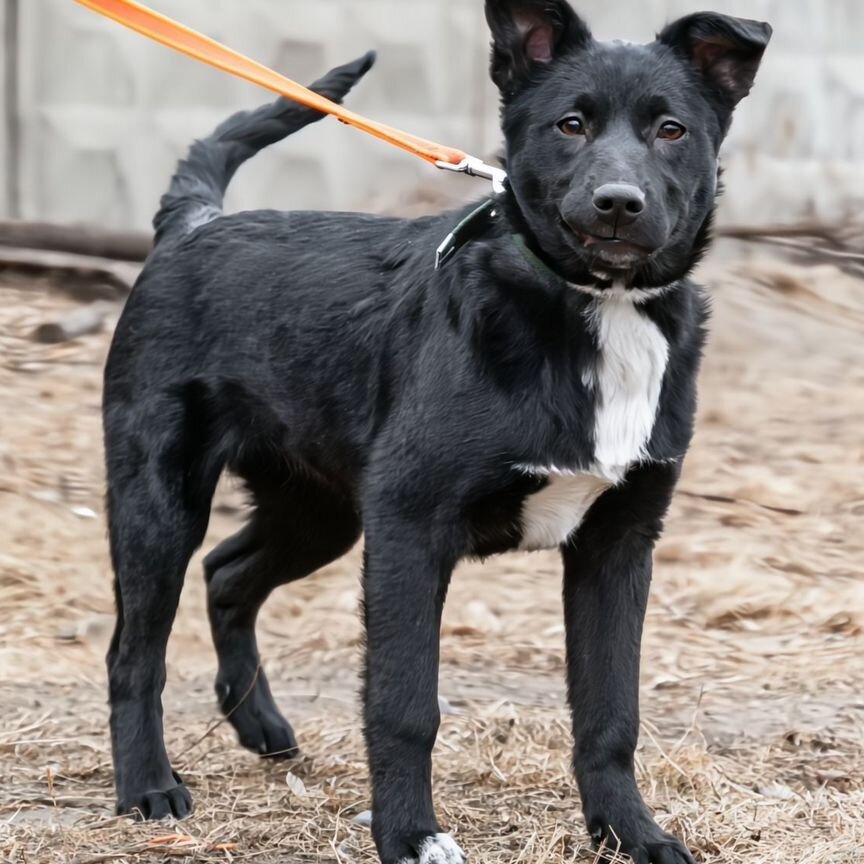 Щенок в добрые руки