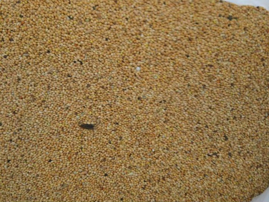 Просо для курей, гусей, попугаев, голубей