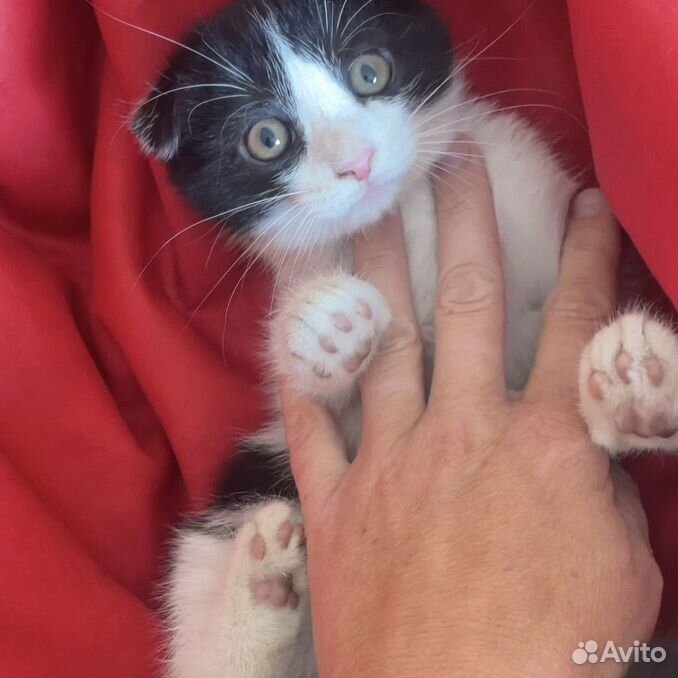 Шотланский вислоухий котенок