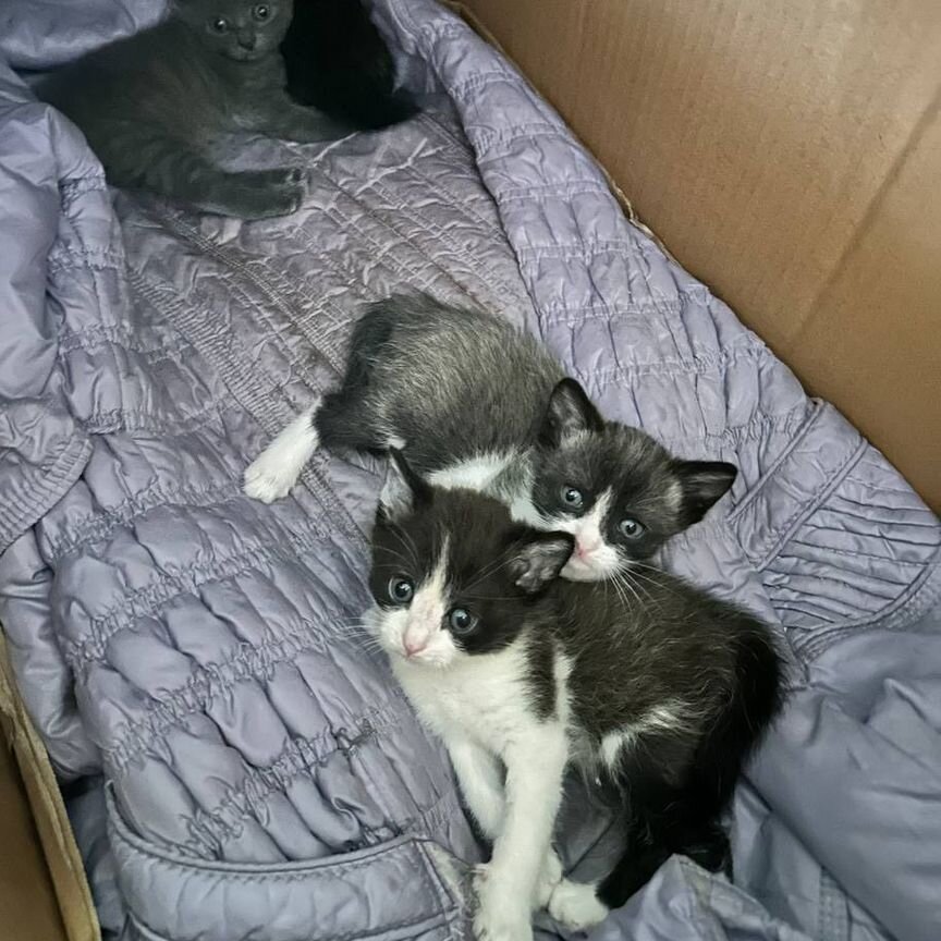Домашние животные котята бесплатно