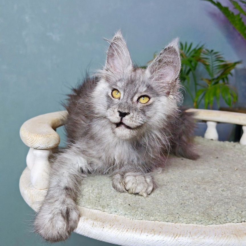 Мейн-кун мальчик полидакт