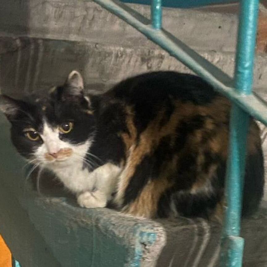 Кошка