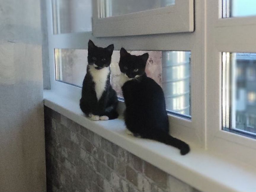 Котята ищут дом