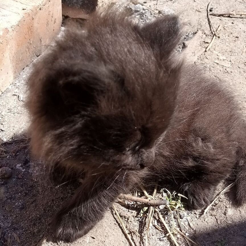 Нибелунг котёнок