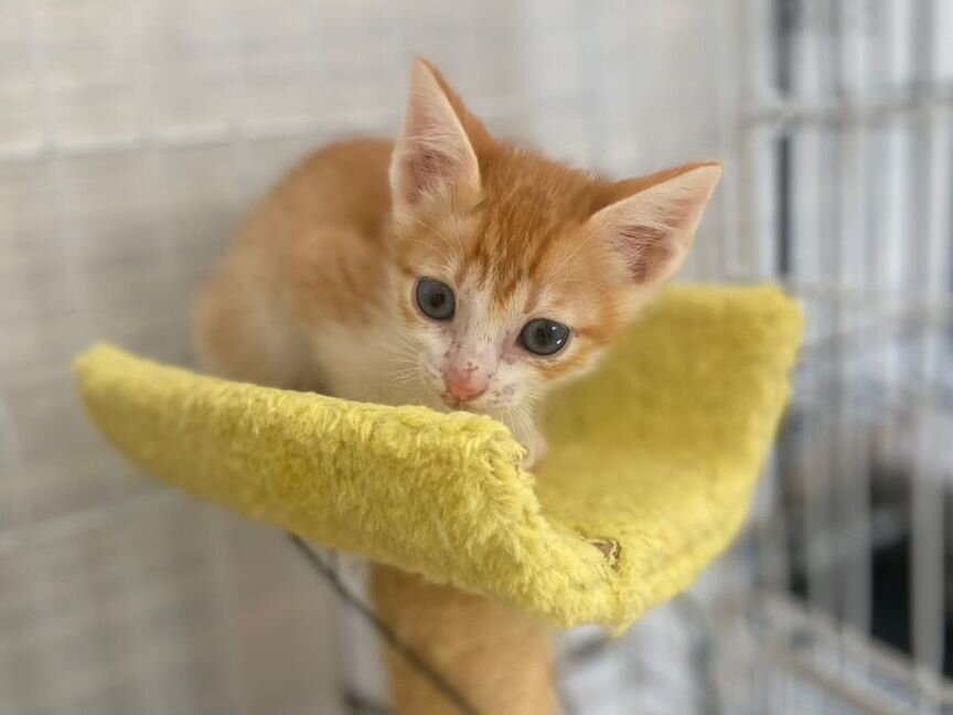 Котятки чудо детки хотят домой