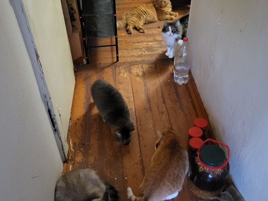 Помощь приюту