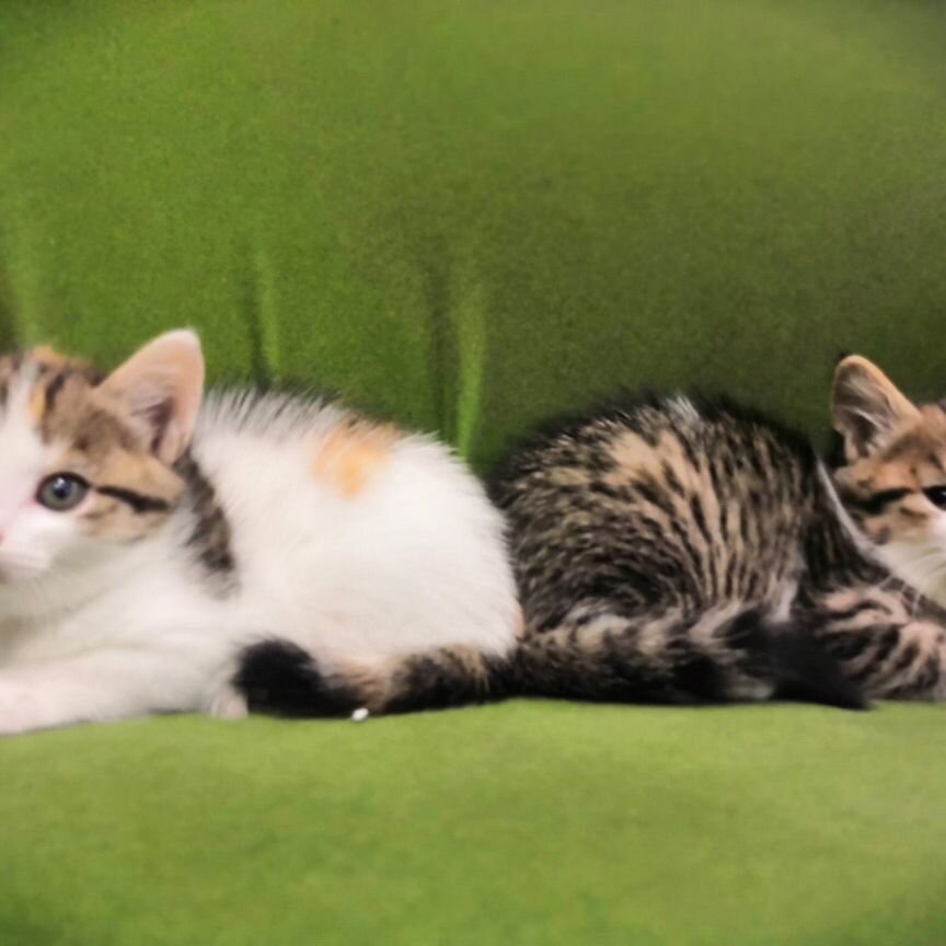 Котята в добрые руки приучены к лотку