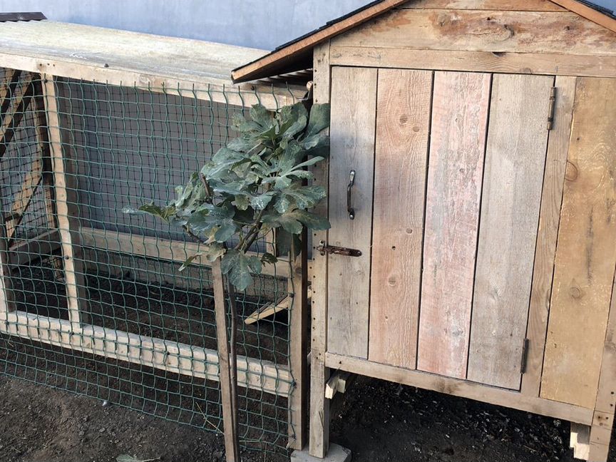 Домик для курочек с выгулум с семьей