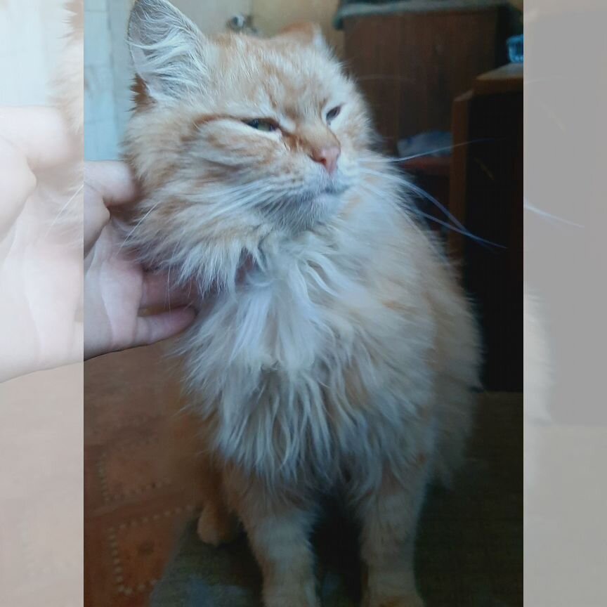 Взрослый кот в добрые руки
