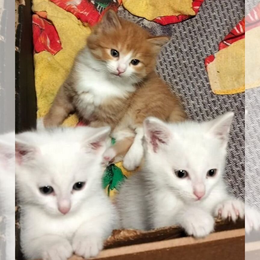 Котята белые брат с сестрой ищут дом