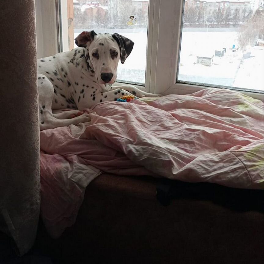 Долматин в добрые руки