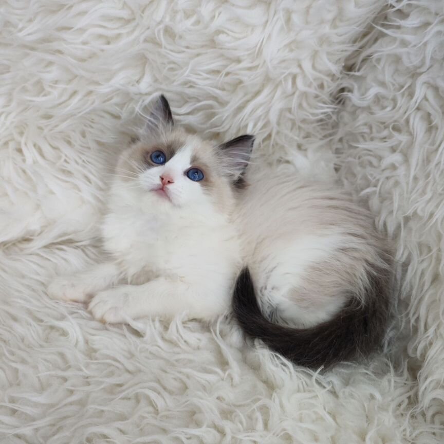 Salli, девочка рэгдолл