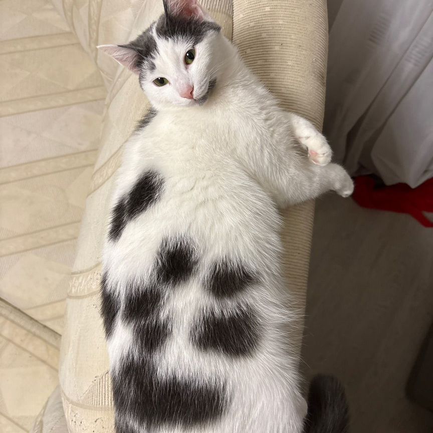 Отдам кота в добрые руки