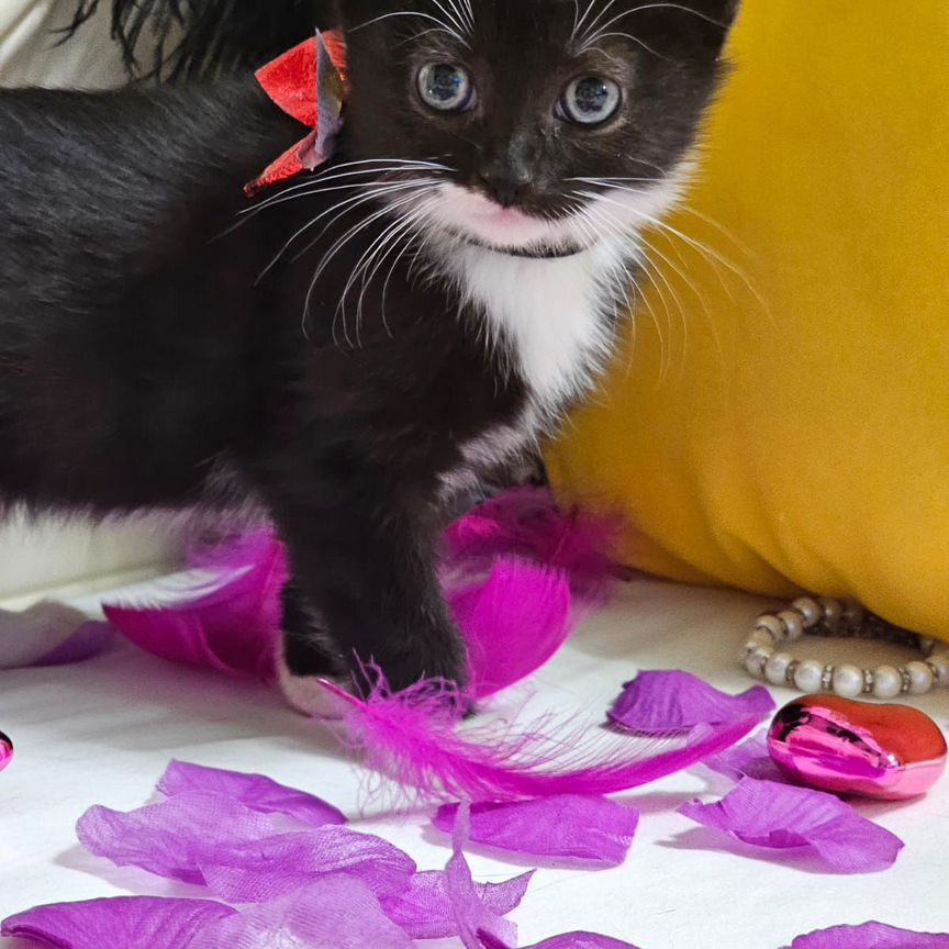 Котёнок кристи, 2.5 мес., черного окраса