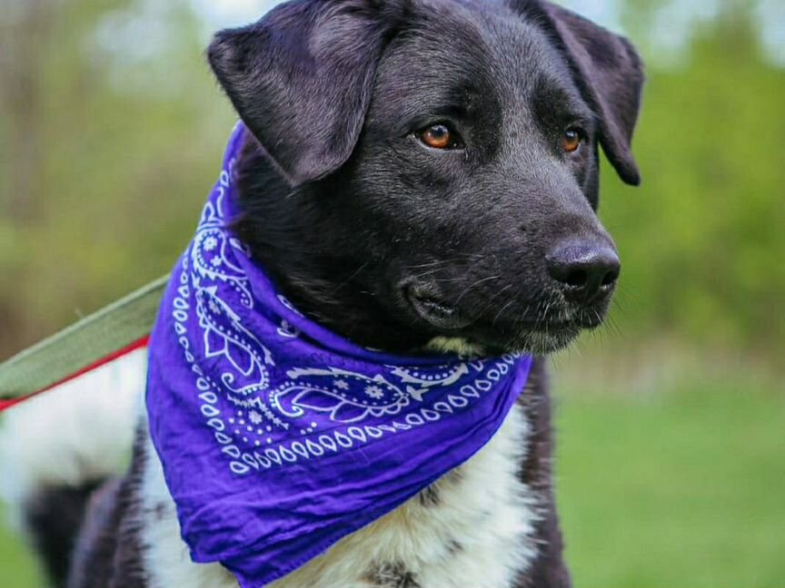 Молодой пес хочет в семью