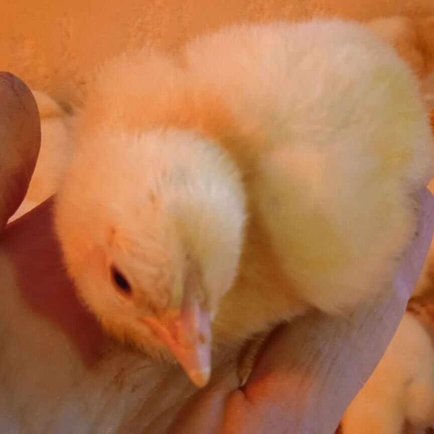 Цыплята бройлеры