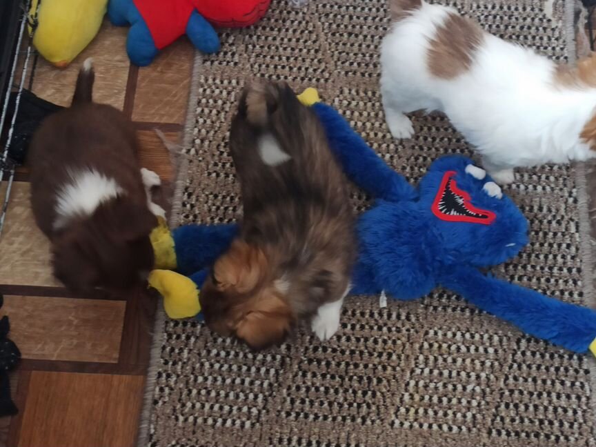 Щенки чихуахуа