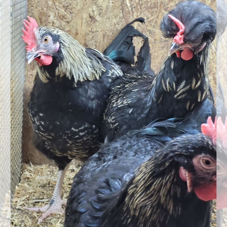 Куры домашние