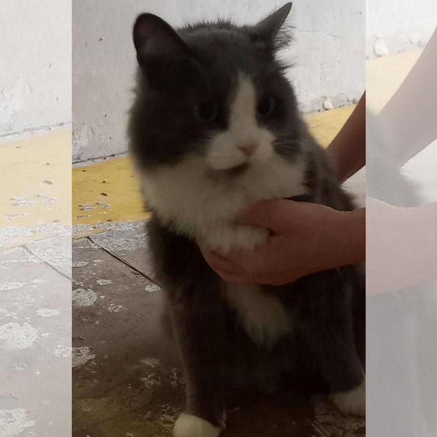 Сибирский, взрослый кот