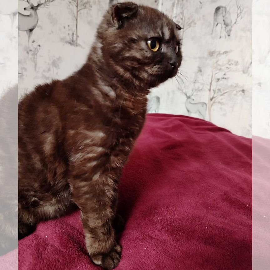 Вислоухий котенок
