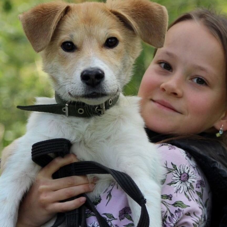 Щенок Дашбаши ищет дом