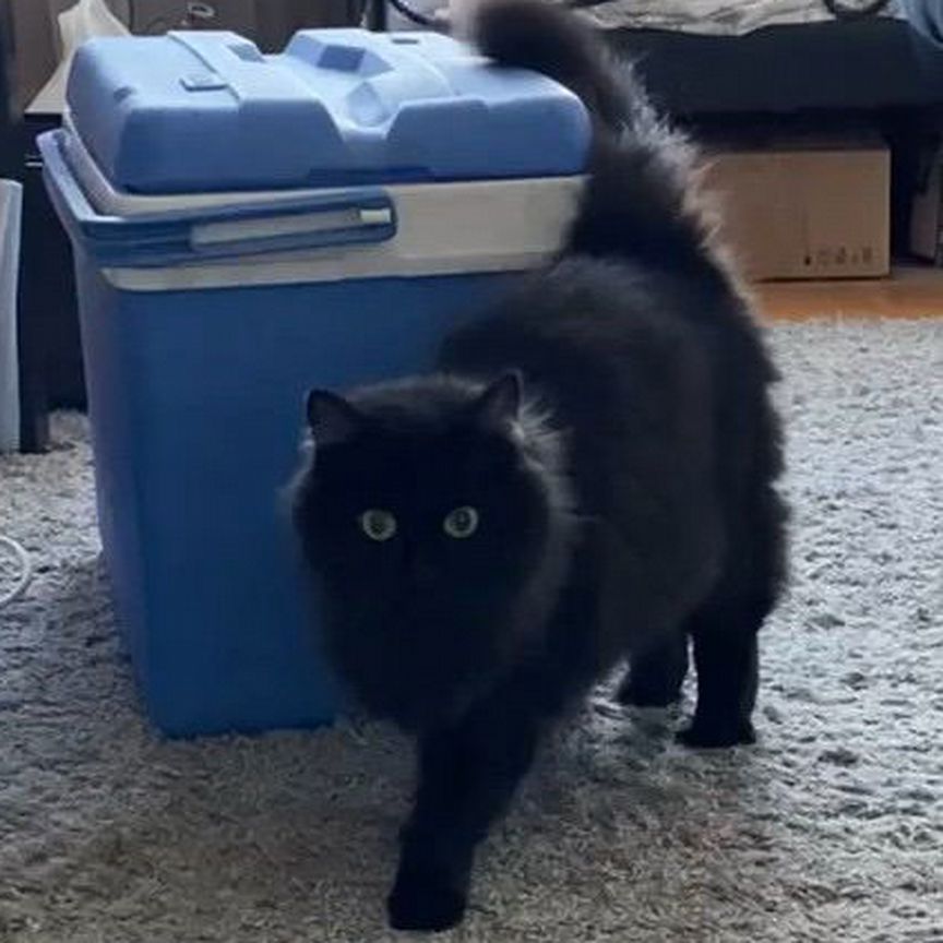 Взрослая кошка в добрые руки