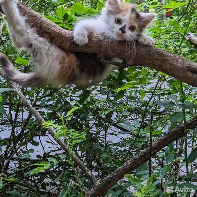 Трехцветные котята пуш. на ветках. Кому красоту