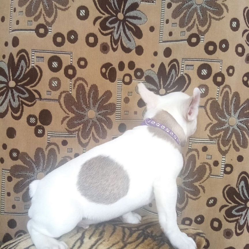 Французский бульдог