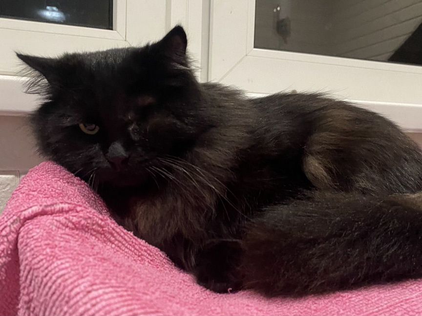 Котенок Пират