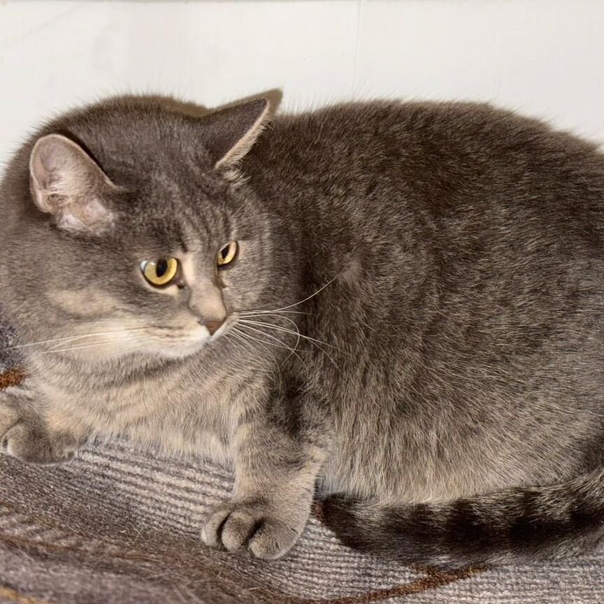 Зеленоглазая Рыся в добрые руки