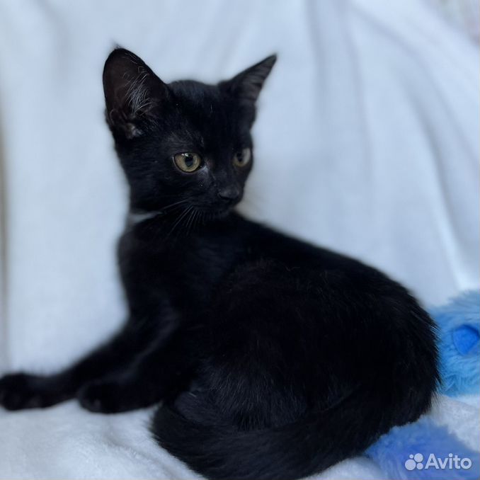 Маленькая Багира в добрые руки