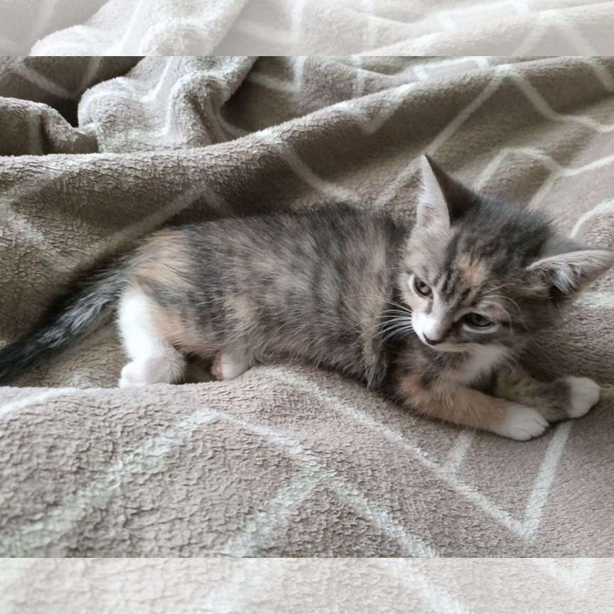 Котёнок в добрые руки