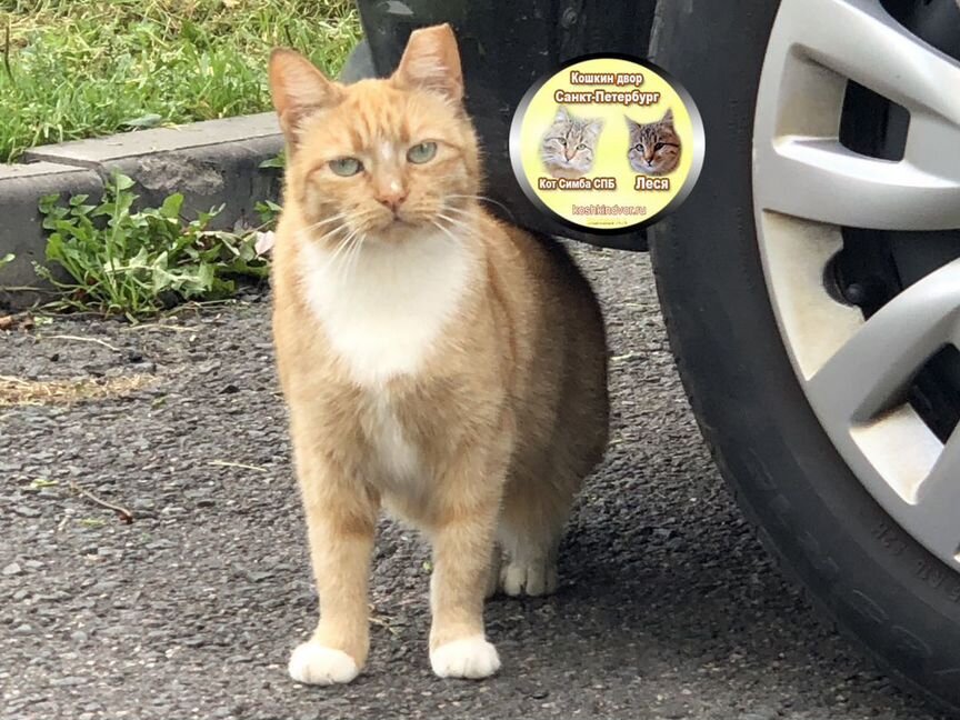 Кошка Нюрка