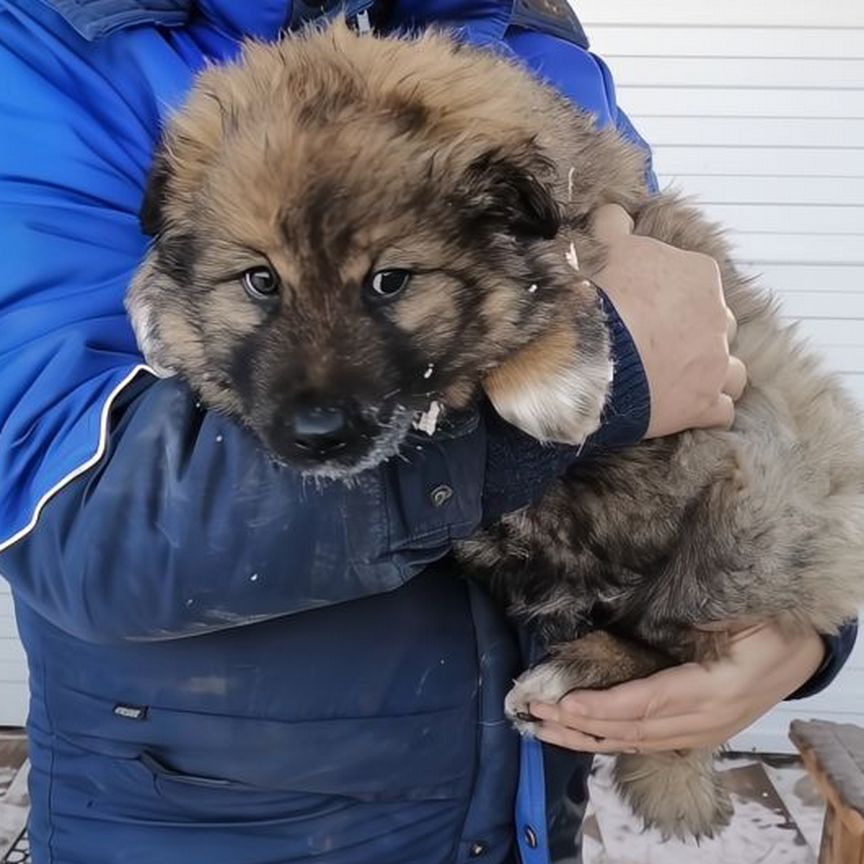 Щенок в добрые руки