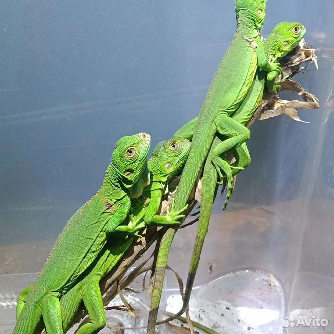 Домашняя ящерица