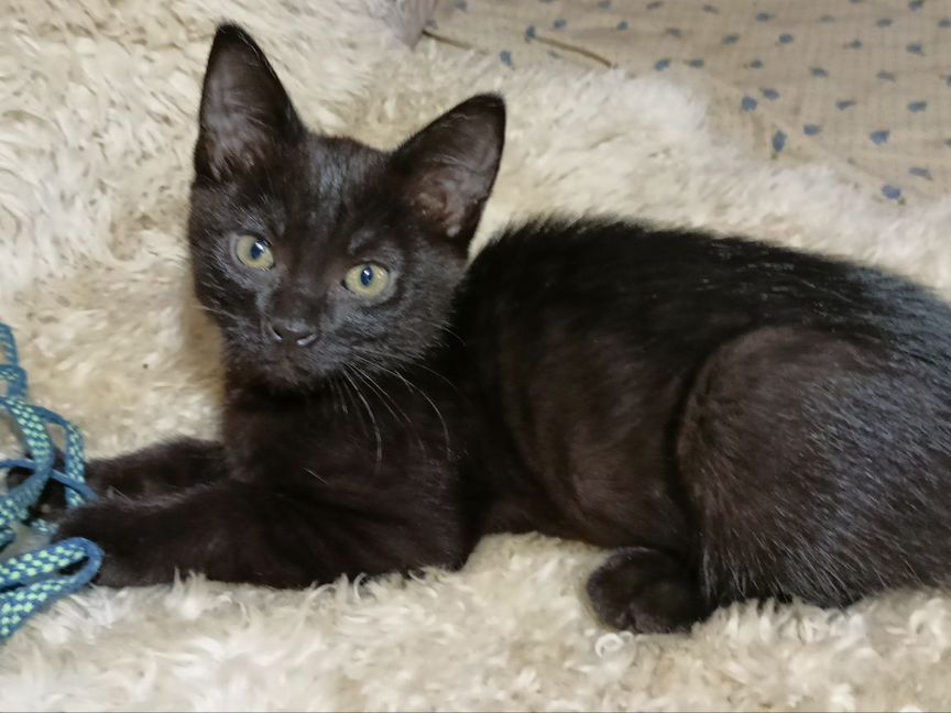 Котенок девочка