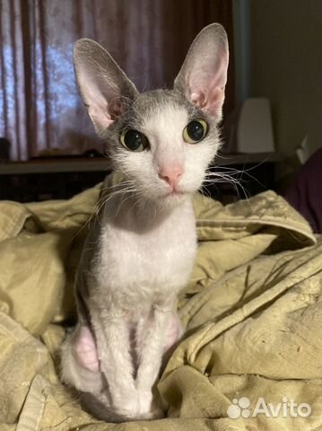 Отдам в добрые руки