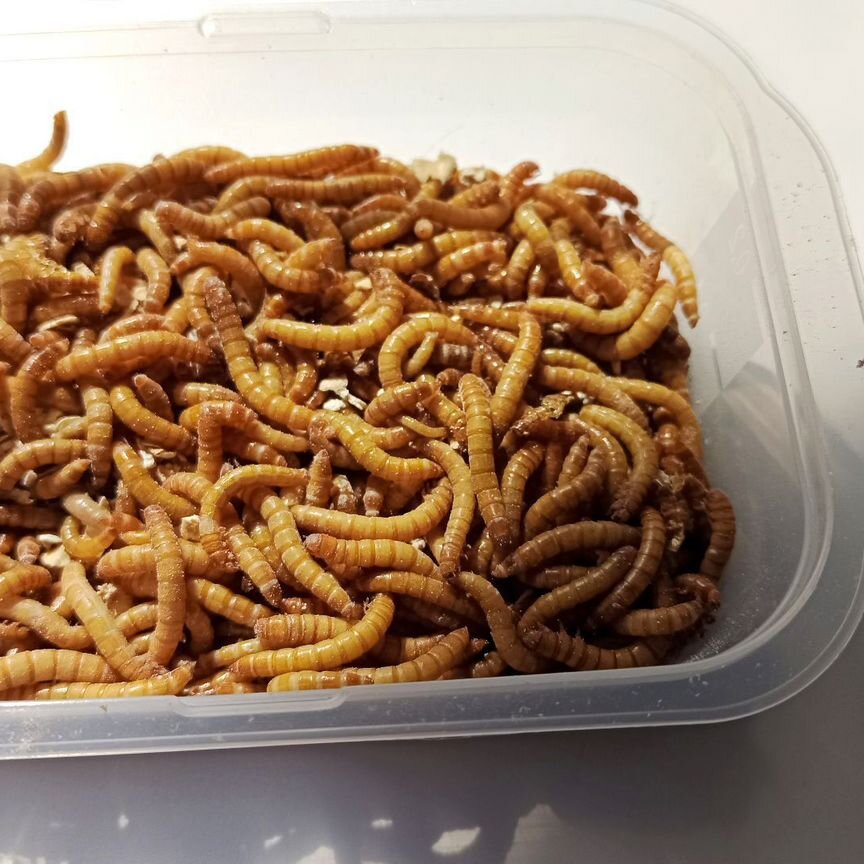 Продам излишки мучных червей