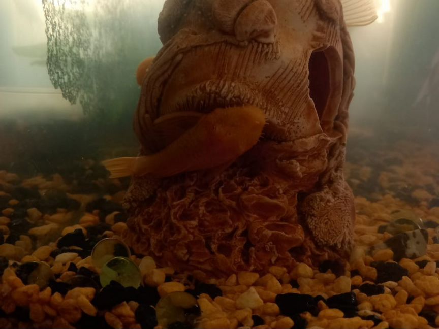 Сомик и попугай