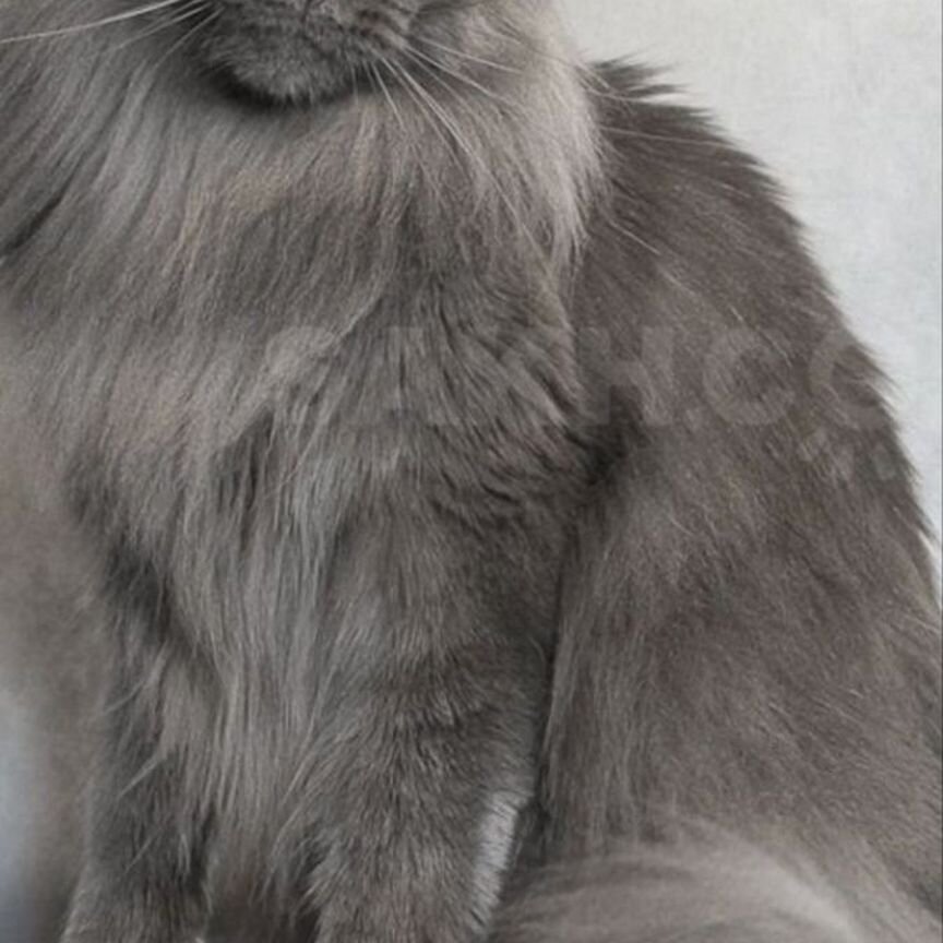 Кошка мэйкун