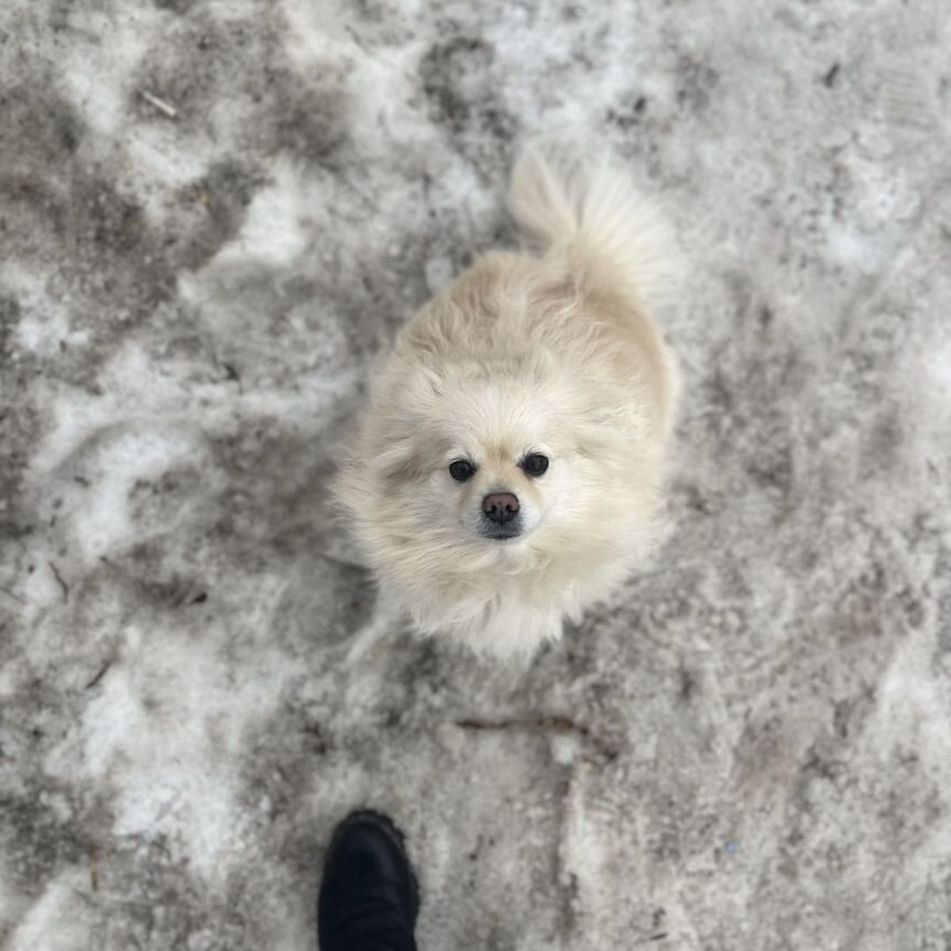 Немецкий шпиц