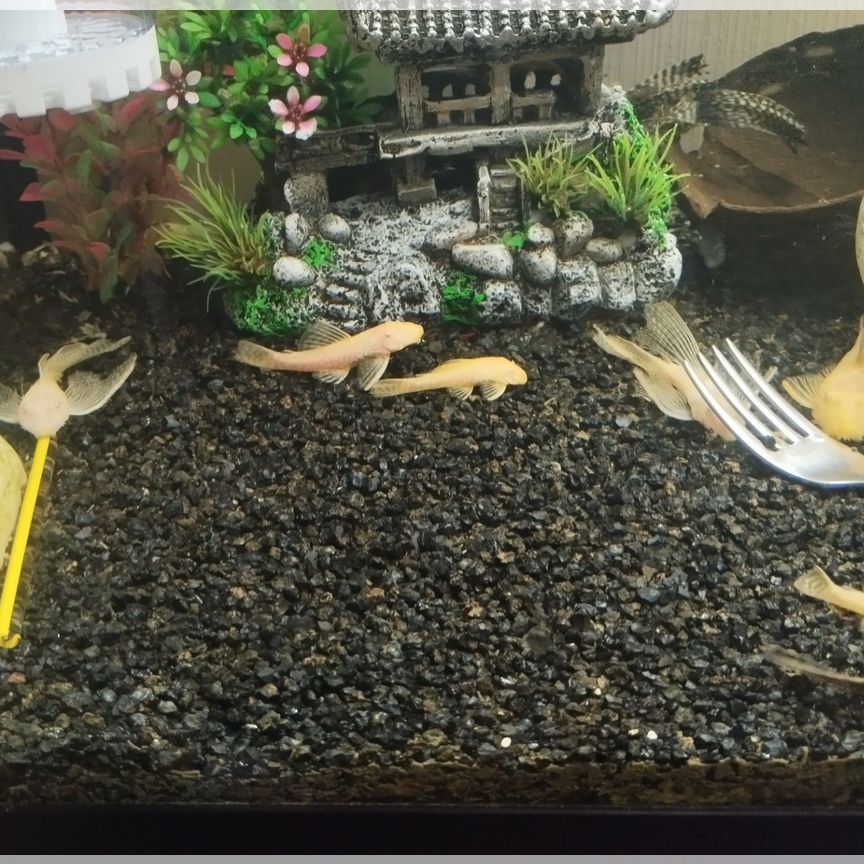 Сом анцитрус