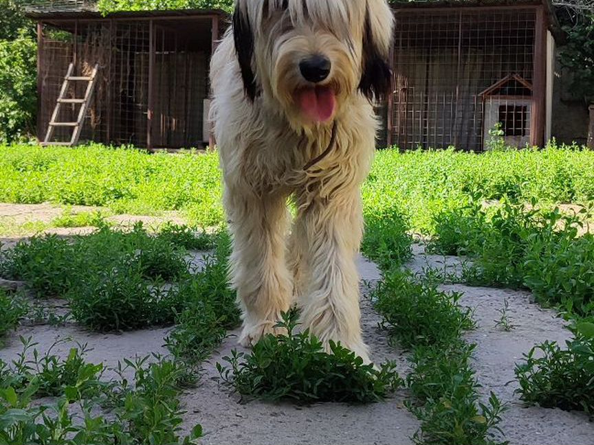 Южнорусская овчарка