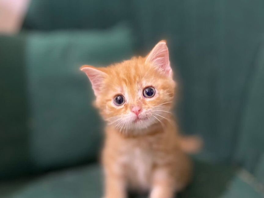 Крошка рыжик в добрые руки