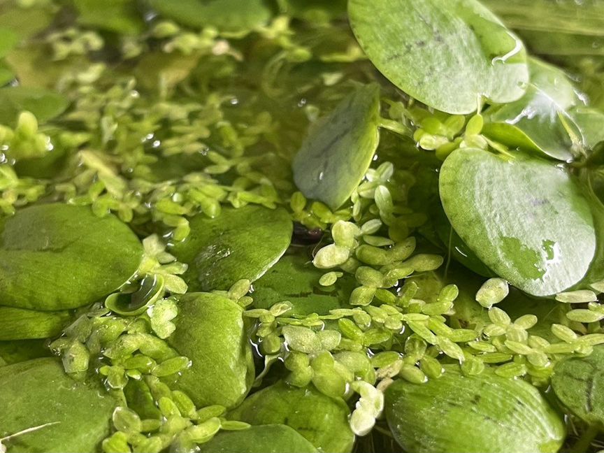 Прополка верхоплавка