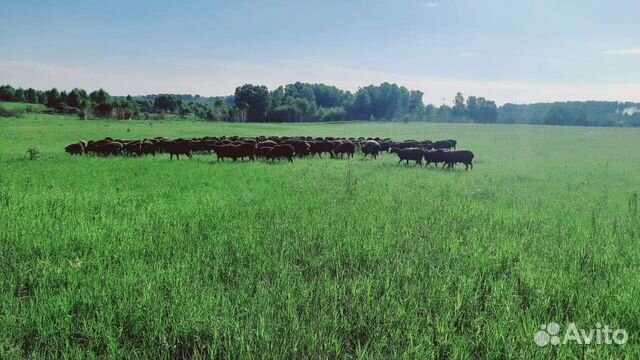 Бараны курдючние